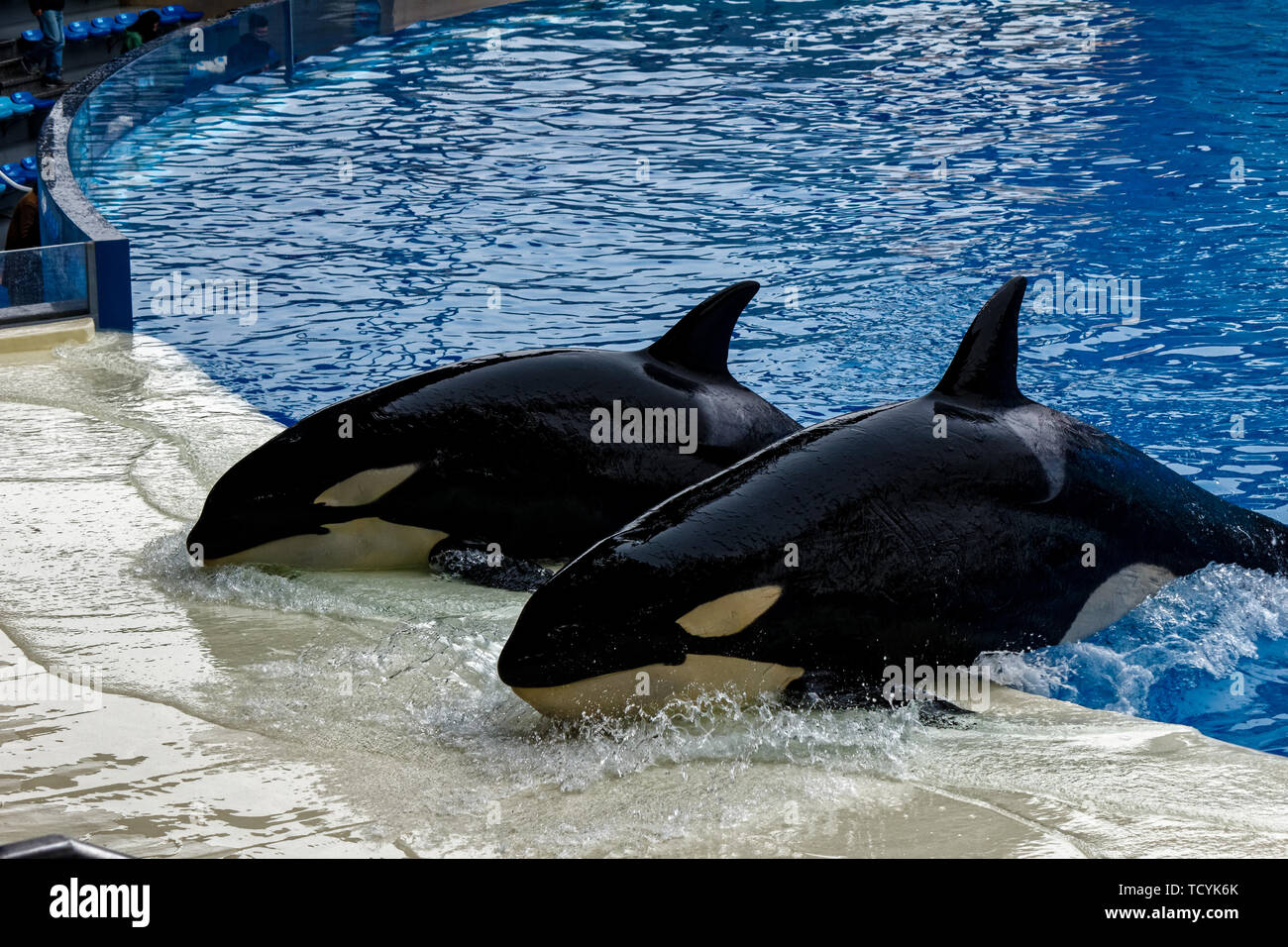 Haichang Ocean Park orca performance in Shanghai Stock Photo - Alamy