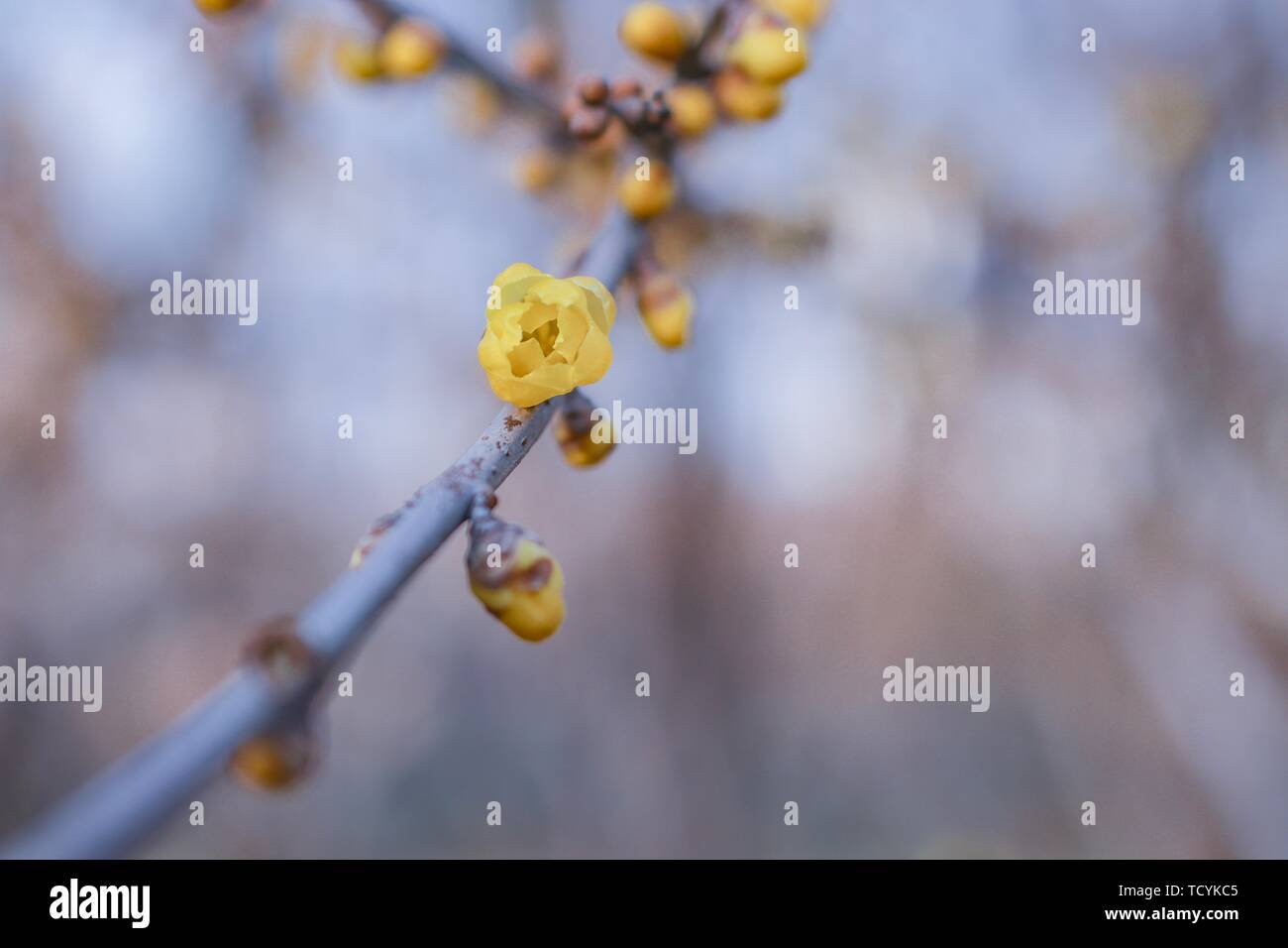 Growing a plum as a small tree hi-res stock photography and images - Alamy