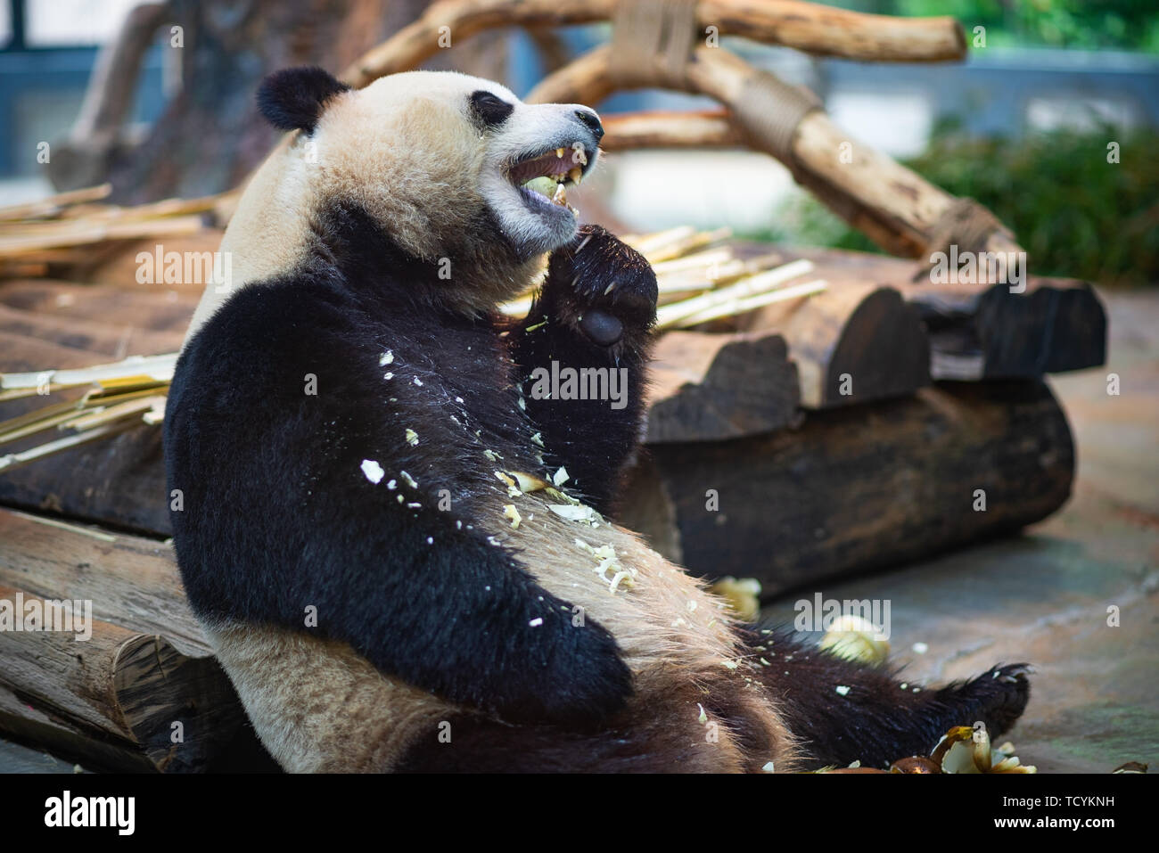 Hainan Tropical Wildlife Botanical Garden Stock Photo - Alamy