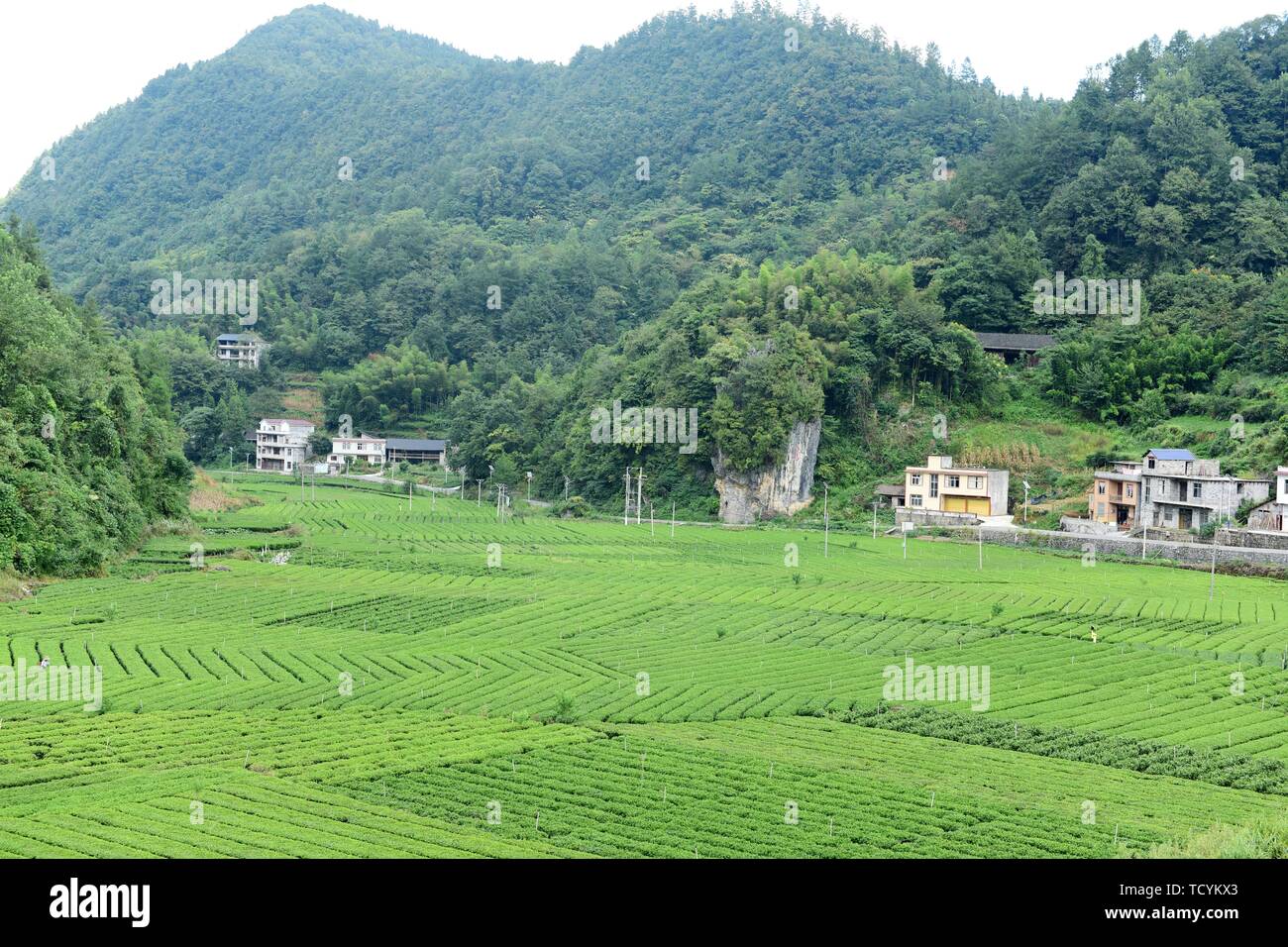 Tea garden scenery Stock Photo - Alamy