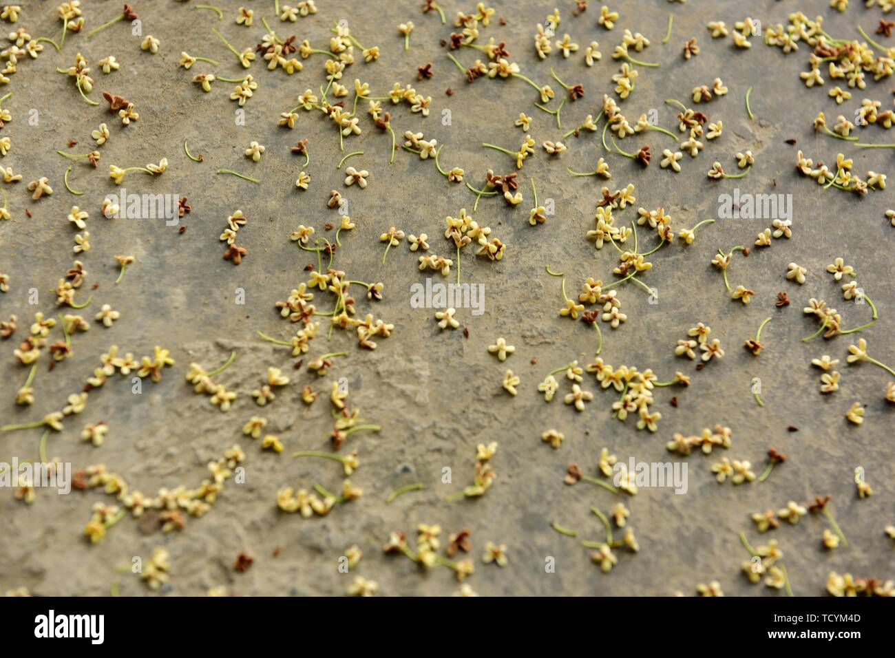 Silver osmanthus hi-res stock photography and images - Alamy