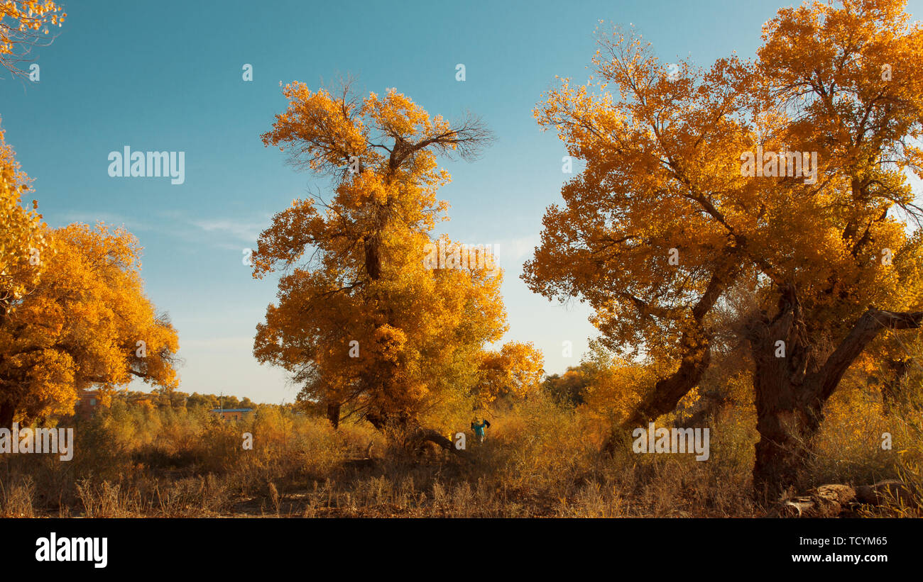 Golden Autumn Hu Yang Lin Stock Photo - Alamy