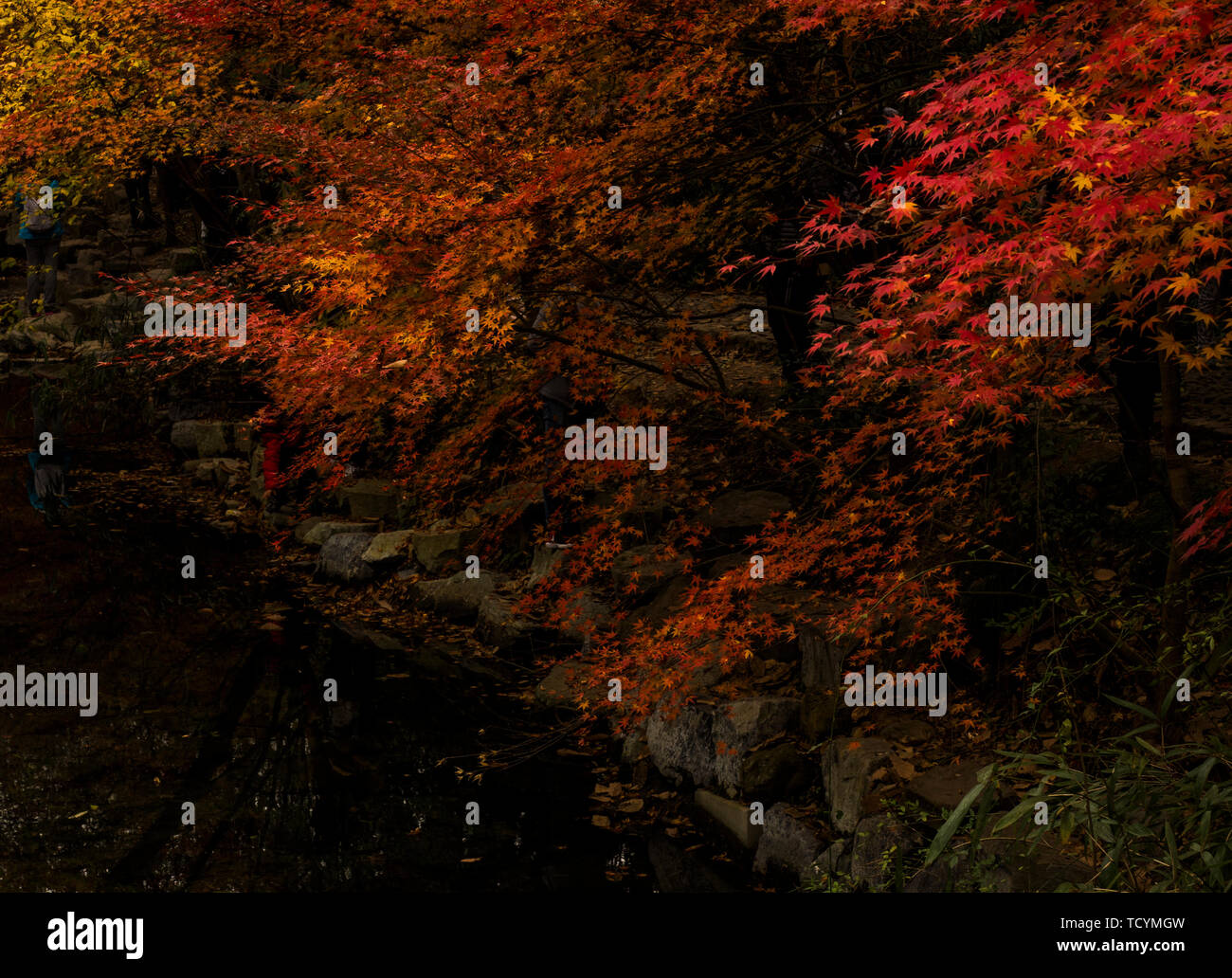 Jiuxi Jiuxi Smoke Tree in Hangzhou Stock Photo - Alamy