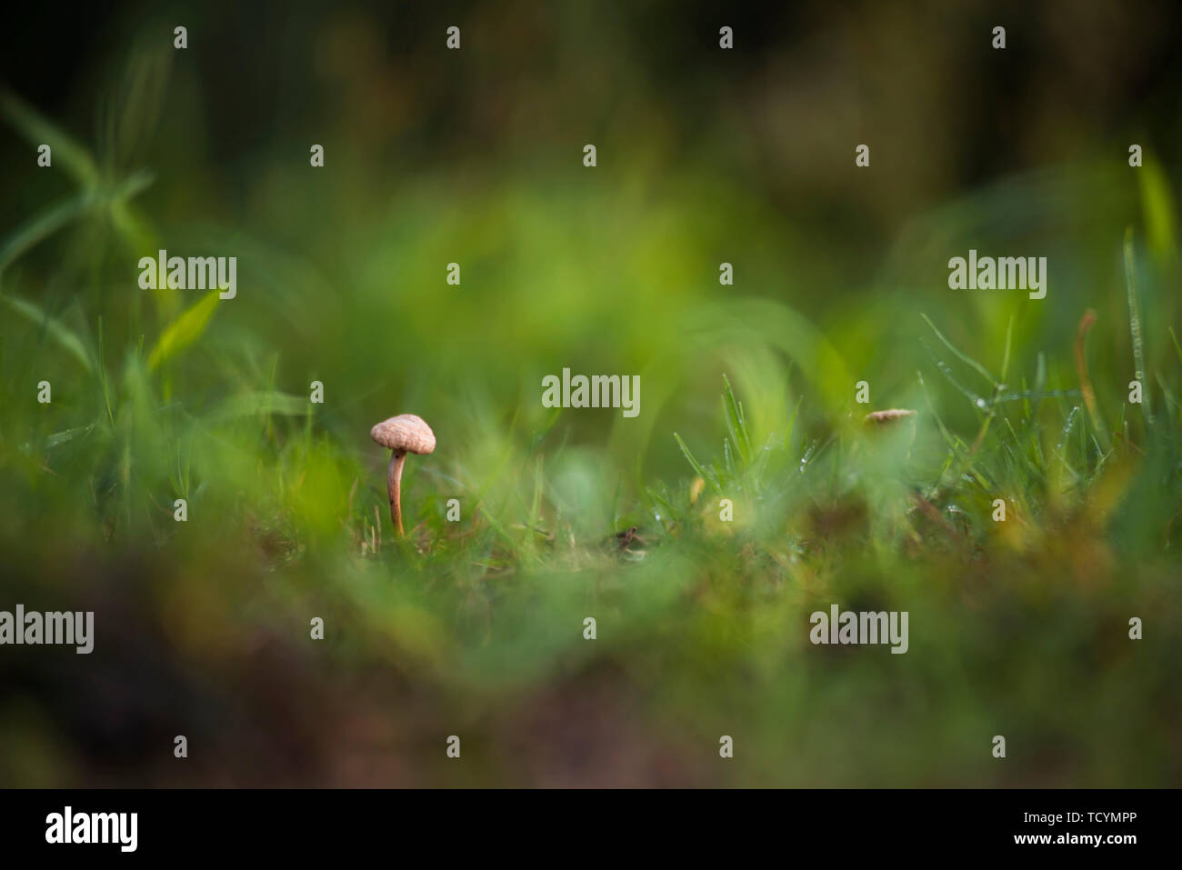 Ecological photography hi-res stock photography and images - Alamy