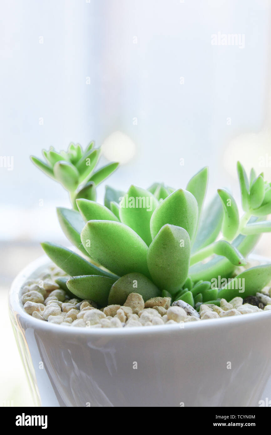 A fleshy plant, Marcus with a flower sword Stock Photo - Alamy