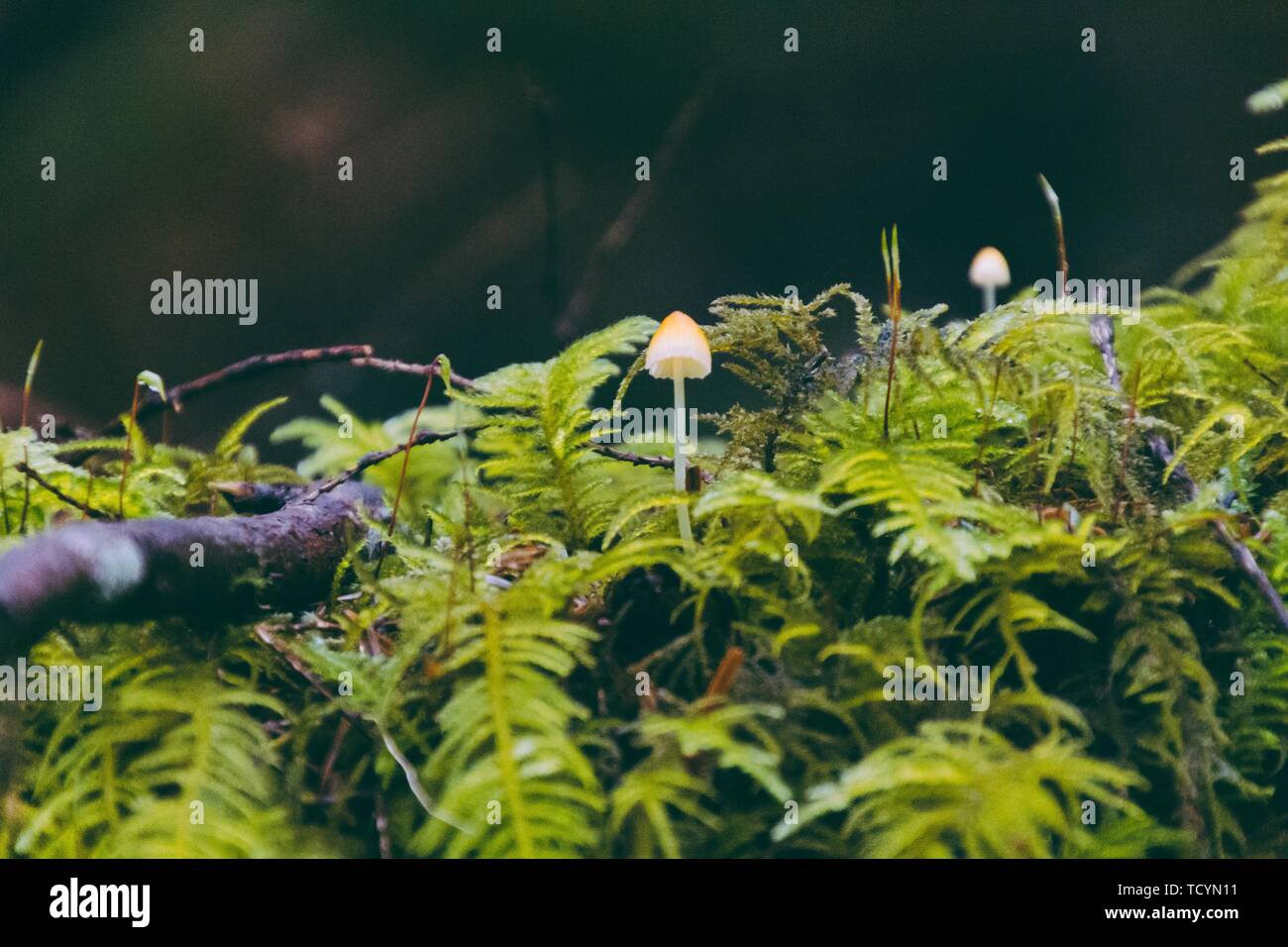 Beautiful greenery in a forest Stock Photo - Alamy