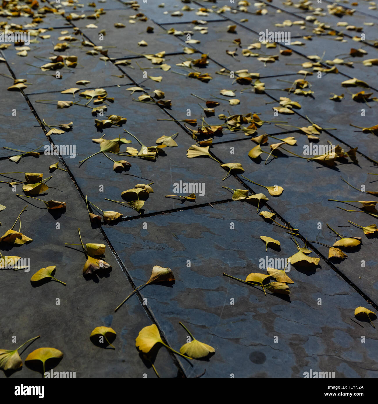 Ginkgo leaves fall all over the ground in late autumn Stock Photo - Alamy