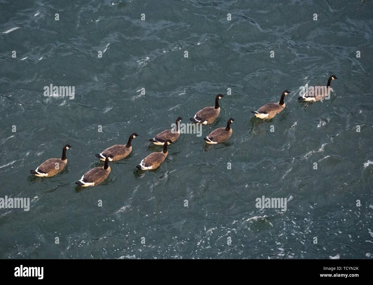 Goose in the water Stock Photo - Alamy