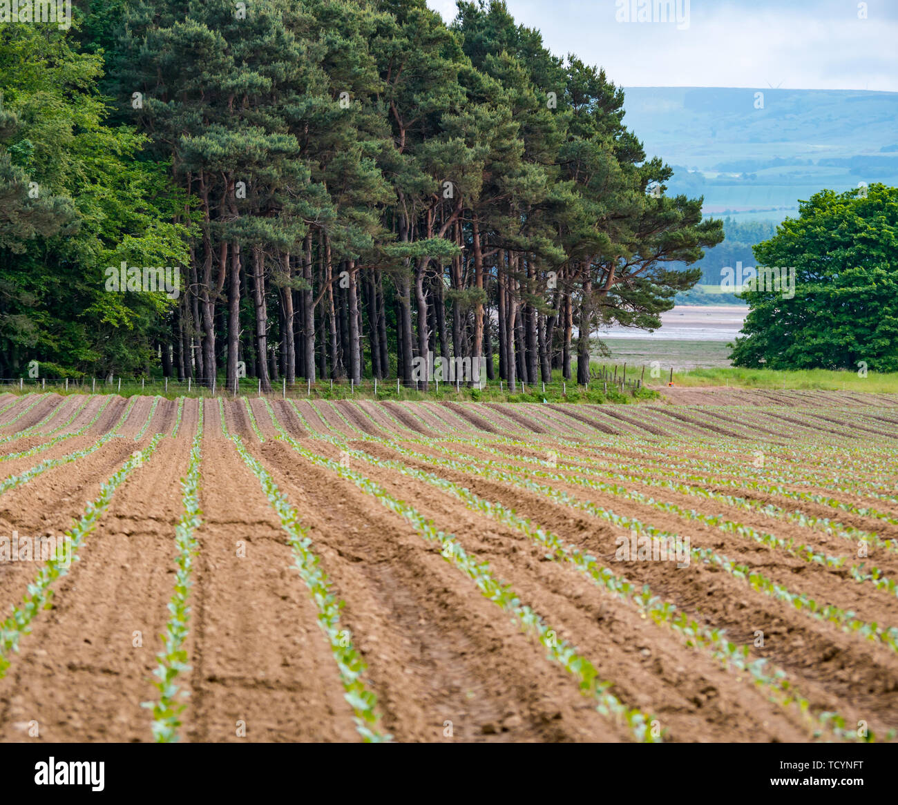 Rows of tree seedlings hi-res stock photography and images - Alamy