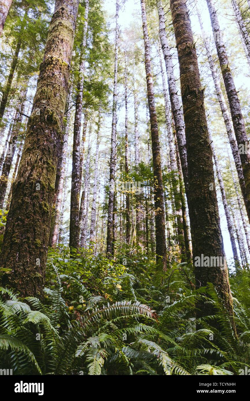 Beautiful tall trees in a forest Stock Photo - Alamy