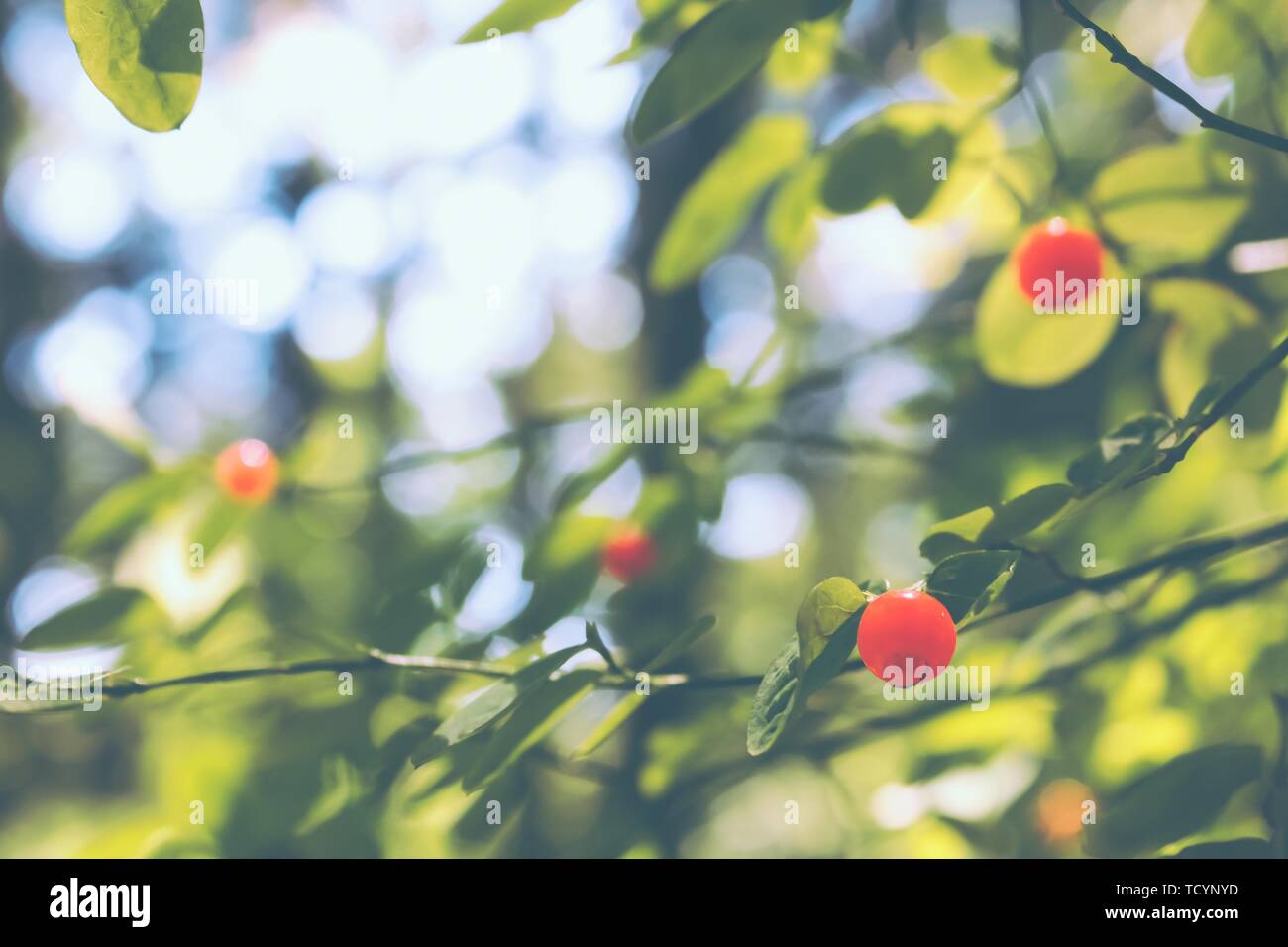 Cherry tree growing in a wild forest Stock Photo - Alamy
