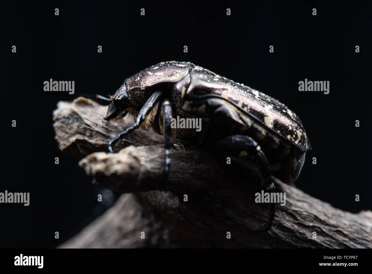 Coleoptera insects hi-res stock photography and images - Alamy