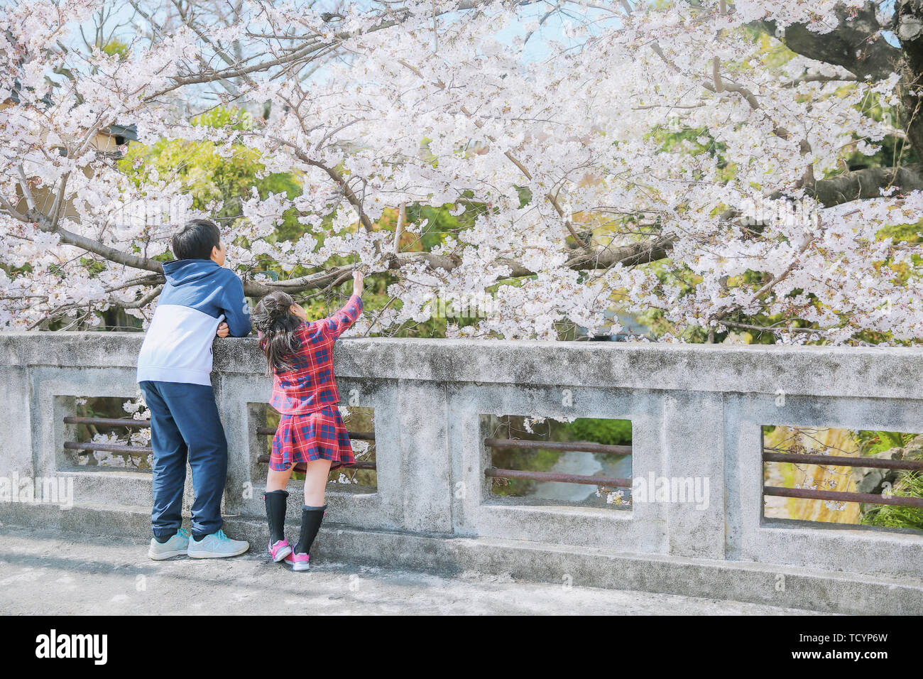 Kyoto Lan electric cherry blossom train Stock Photo - Alamy