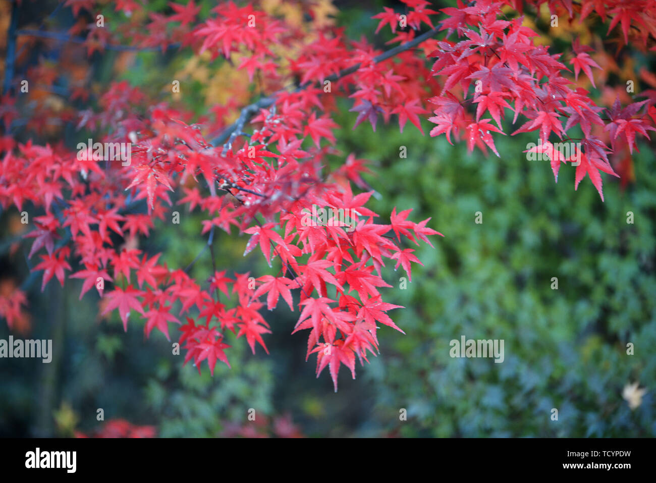 Mount Fuji, Osaka, Tokyo, Japan Stock Photo - Alamy
