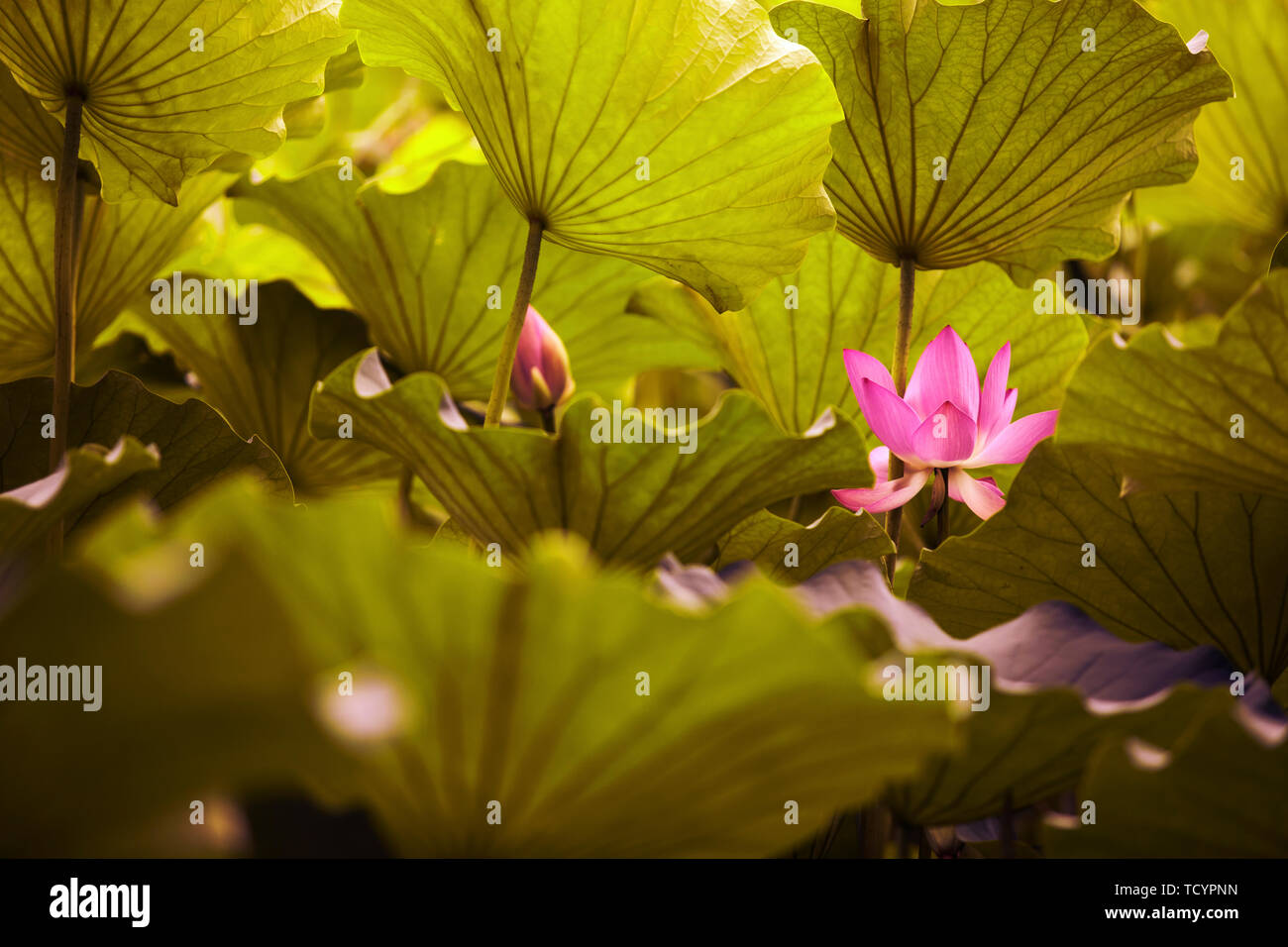 Foreign leaves and lotus flowers bloom hi-res stock photography and ...