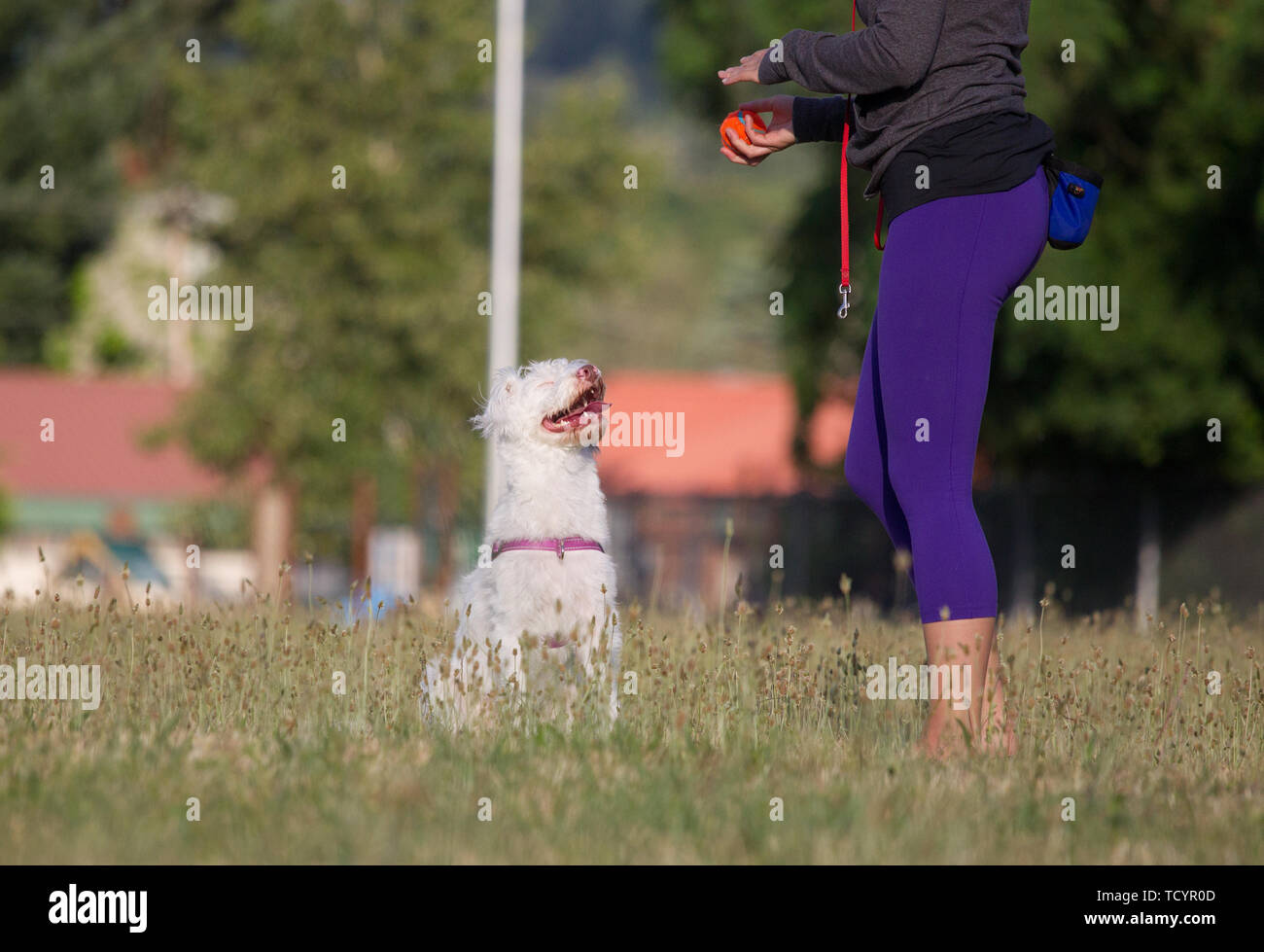 The Jack Russell Terror Stock Photo - Alamy