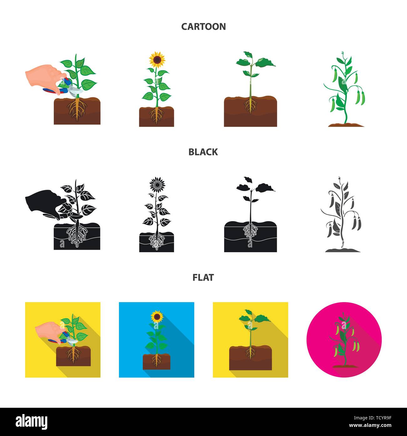 Vector design of plant and bean sign. Collection of plant and process ...