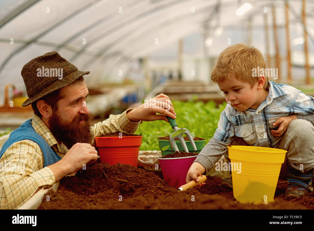 father and child. father and child work in greenhouse. happy family of ...