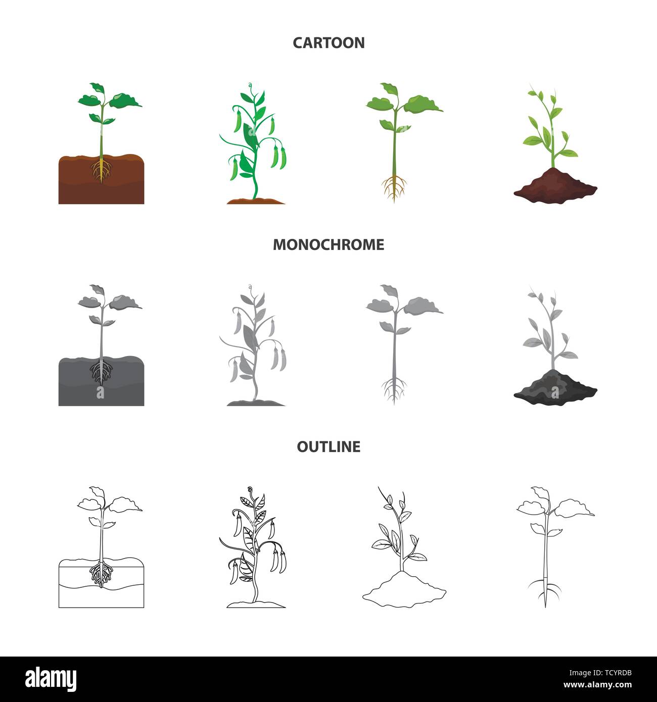 grow,root,cycle,development,seed,plant,bean,germinate,process,seedling ...