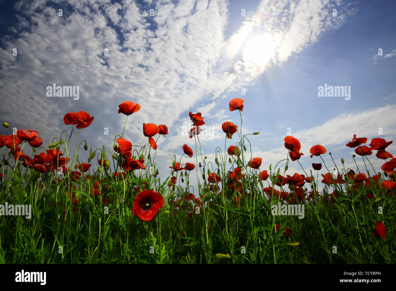 Drug and love intoxication, opium, medicinal. drug and intoxication ...