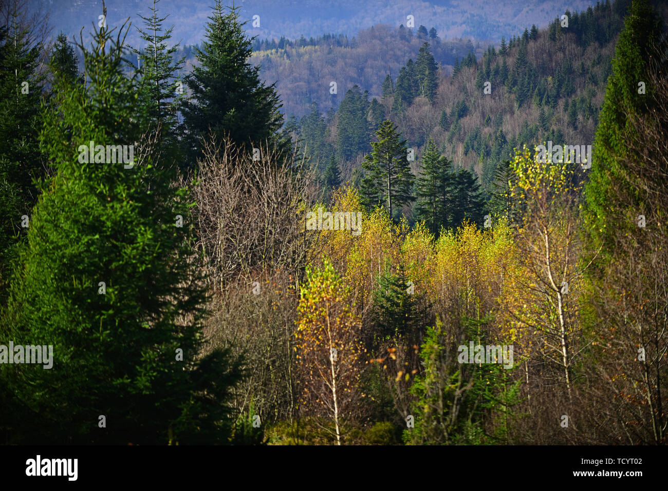 Mountain forest landscape on a clear day. Autumn coniferous and ...