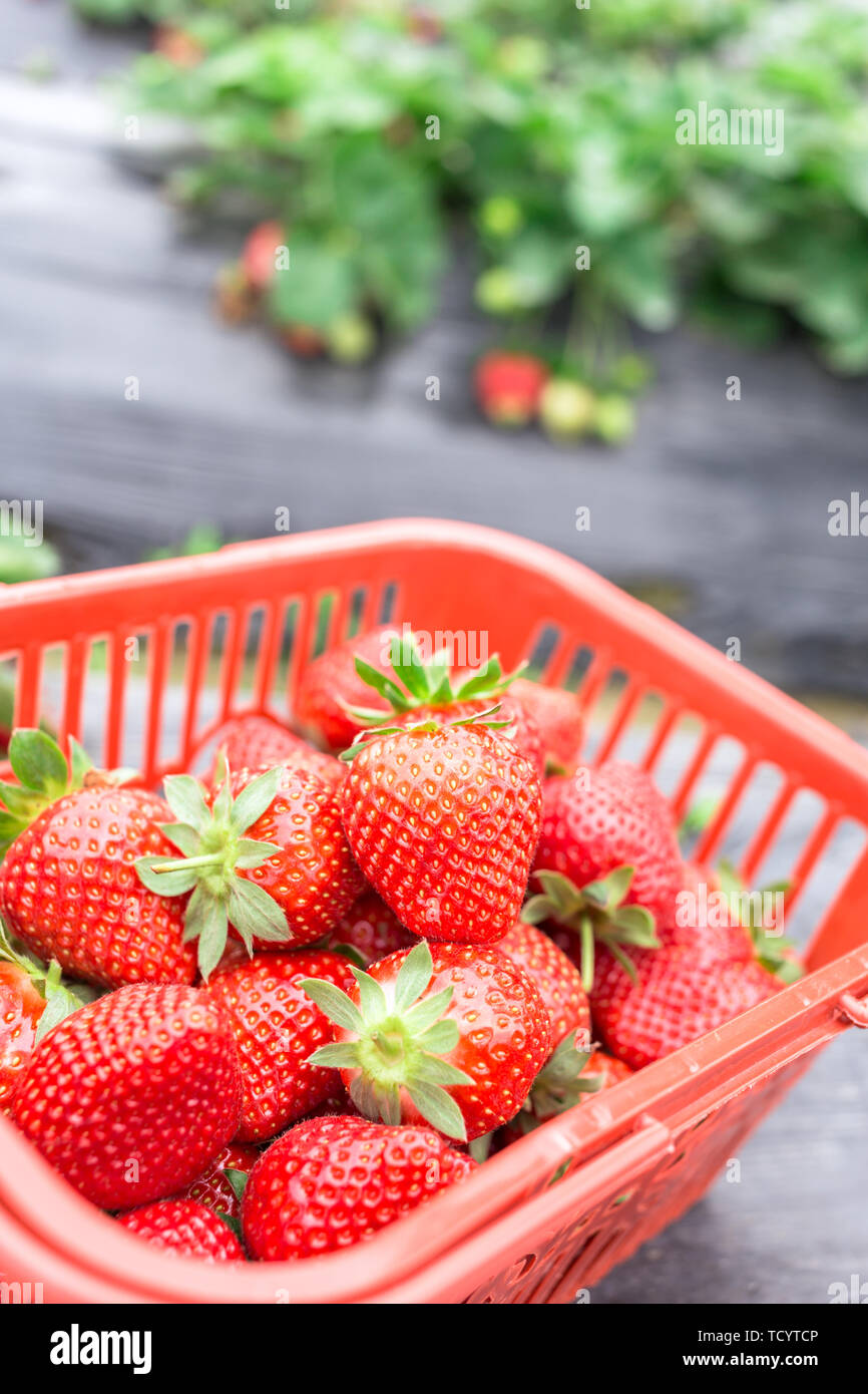 Strawberries in the basket Stock Photo - Alamy