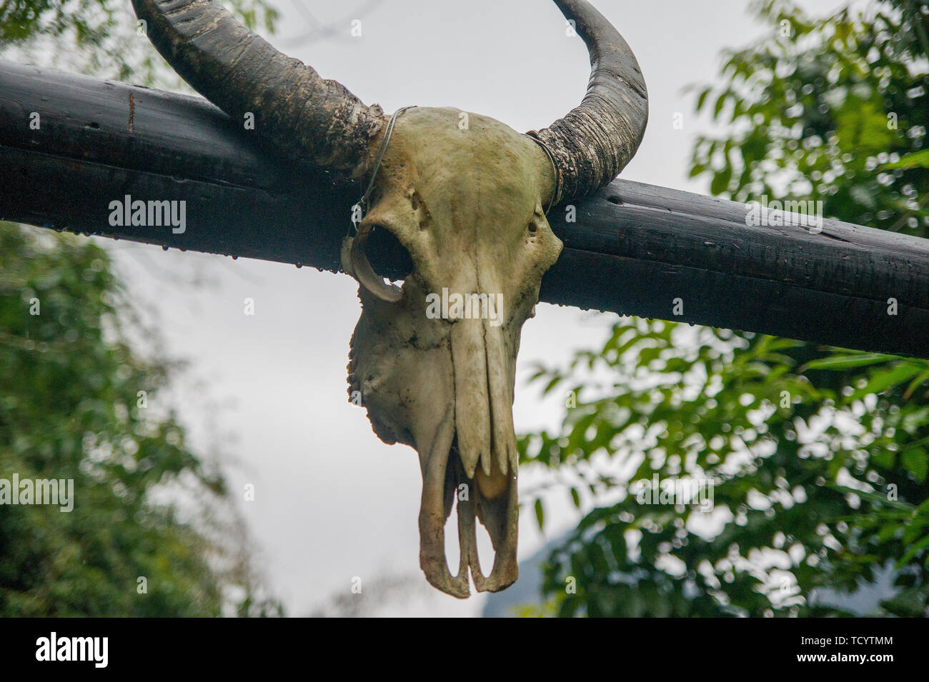 Cow skin bone hi-res stock photography and images - Alamy