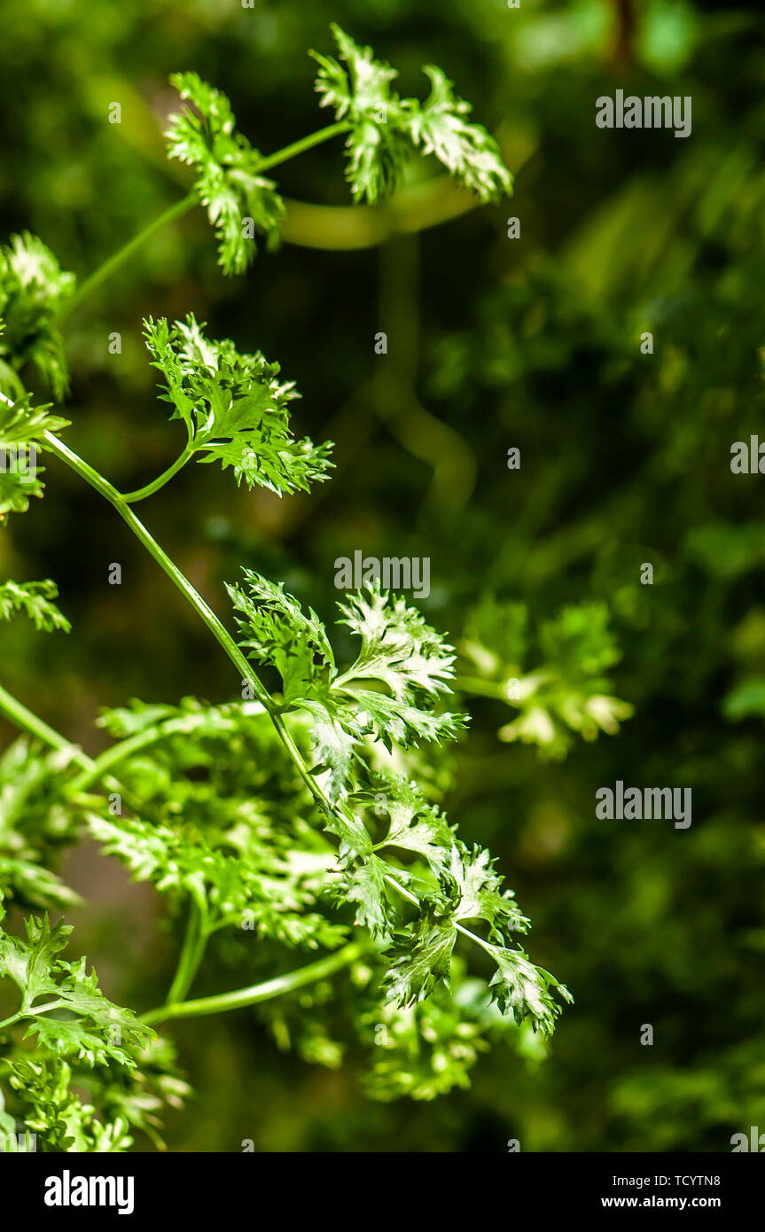 Cilantro field hi-res stock photography and images - Alamy