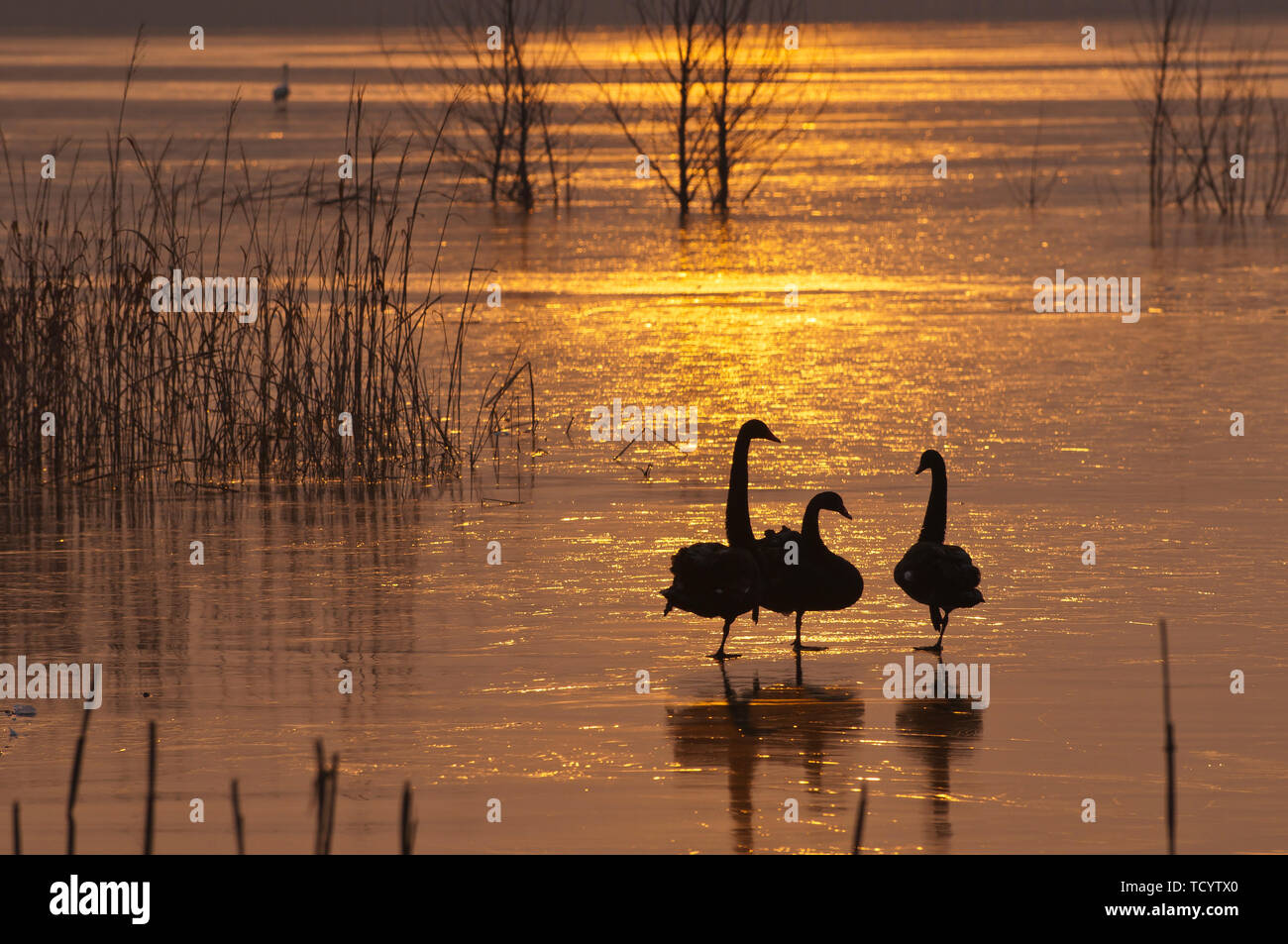 The black swan family of three bathed in the rising sun Stock Photo - Alamy