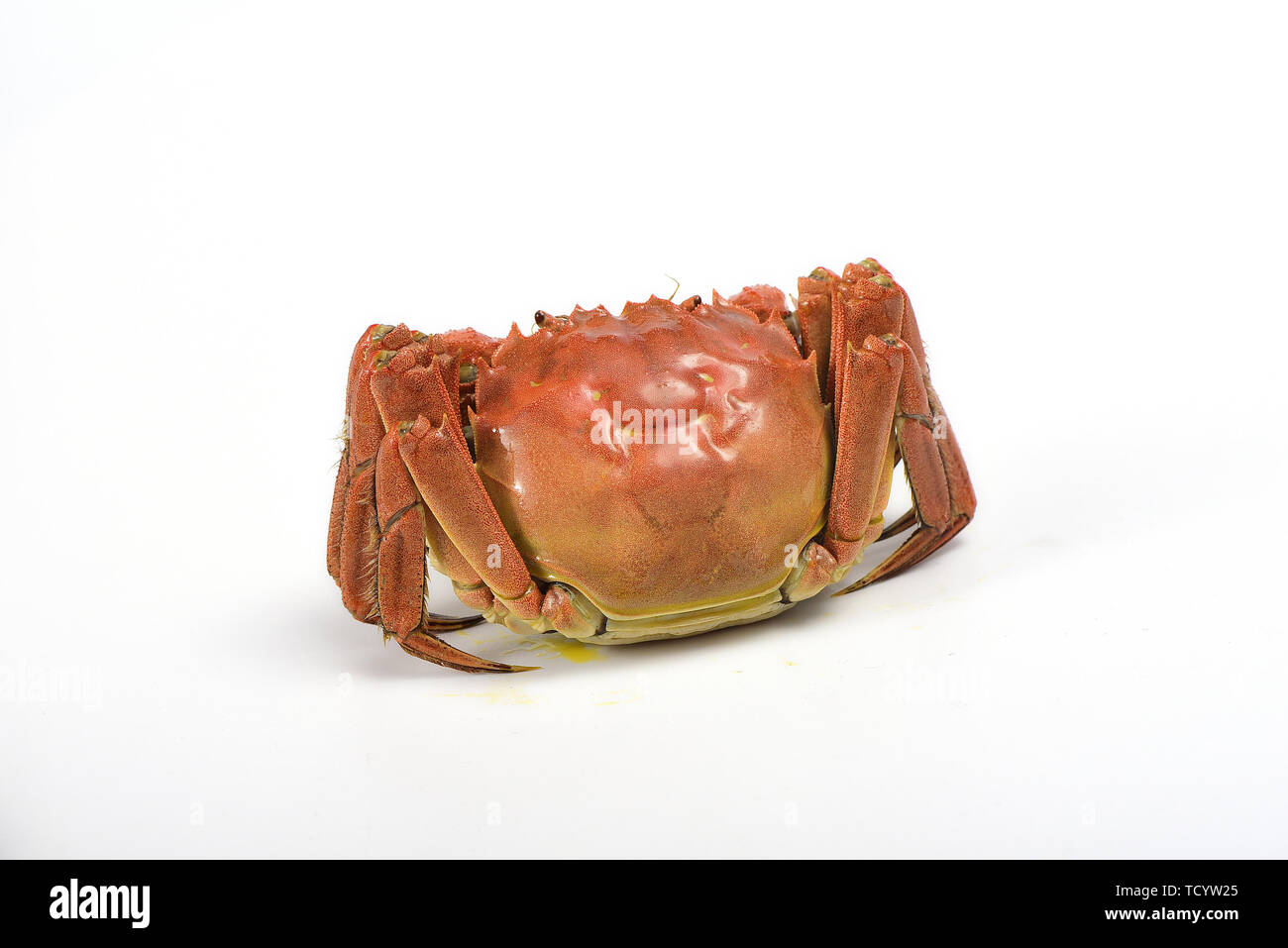 Crab hairy crabs Stock Photo - Alamy