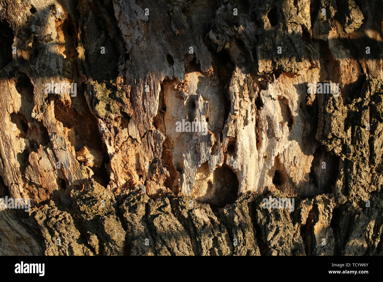 Tree bark texture background. Bark of tree trunk on sunny outdoor ...