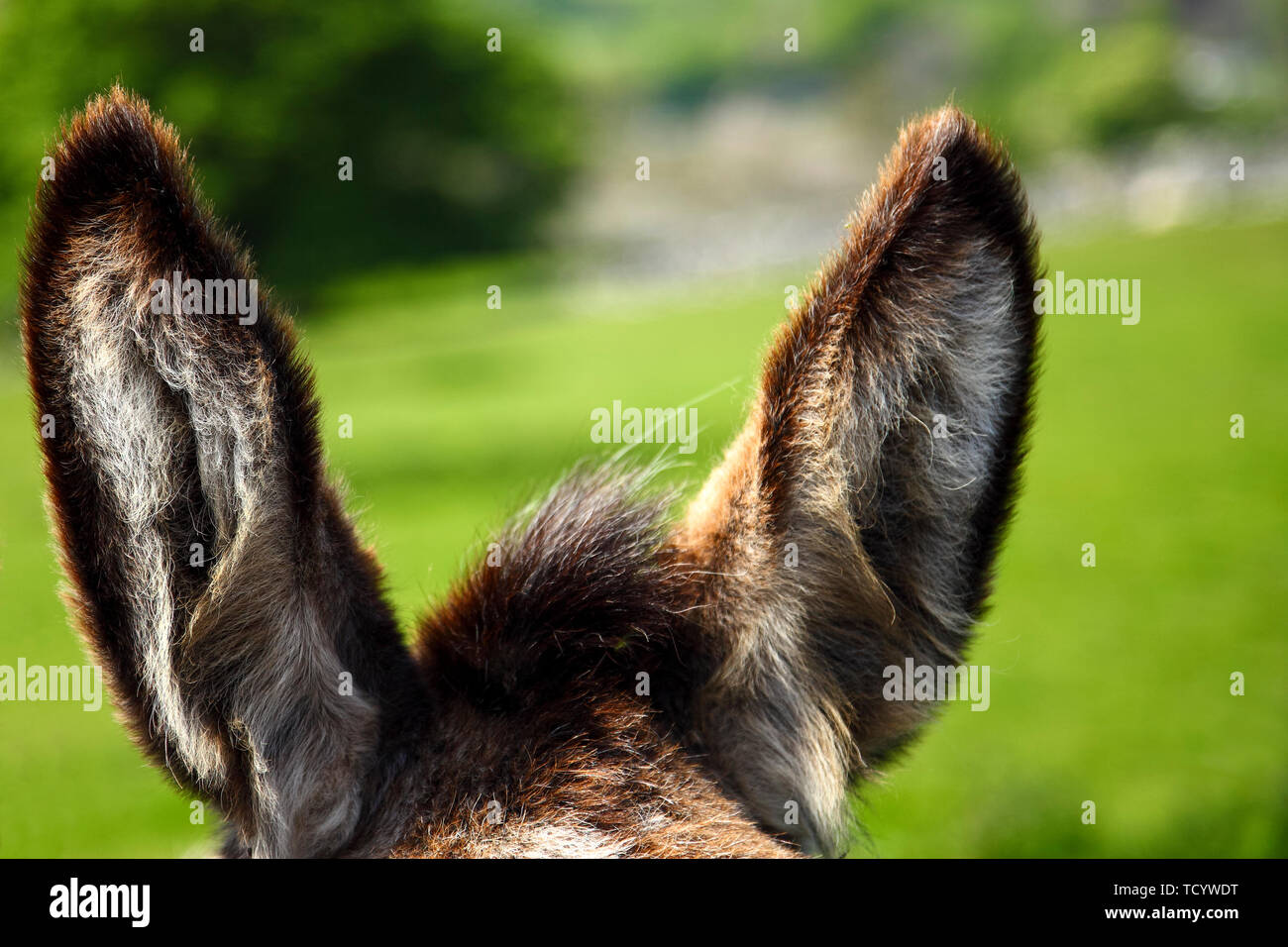 Close up of a donkeys ears concept for listening Stock Photo - Alamy