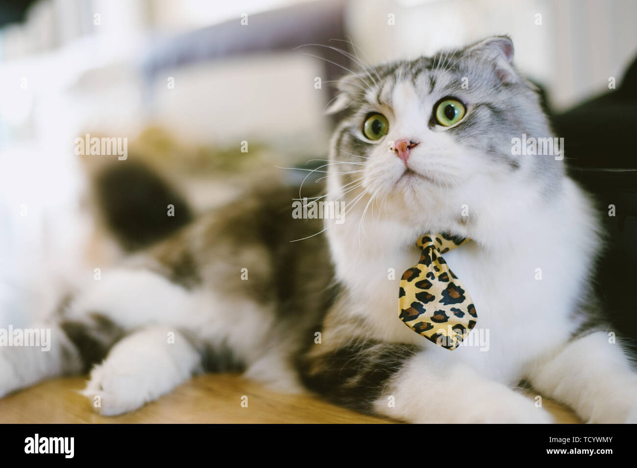 Scottish Eared Cat Stock Photo - Alamy