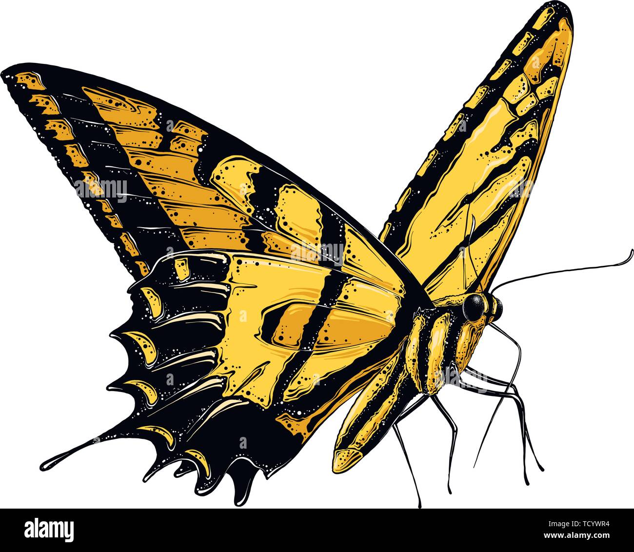 Butterfly Drawings In Color