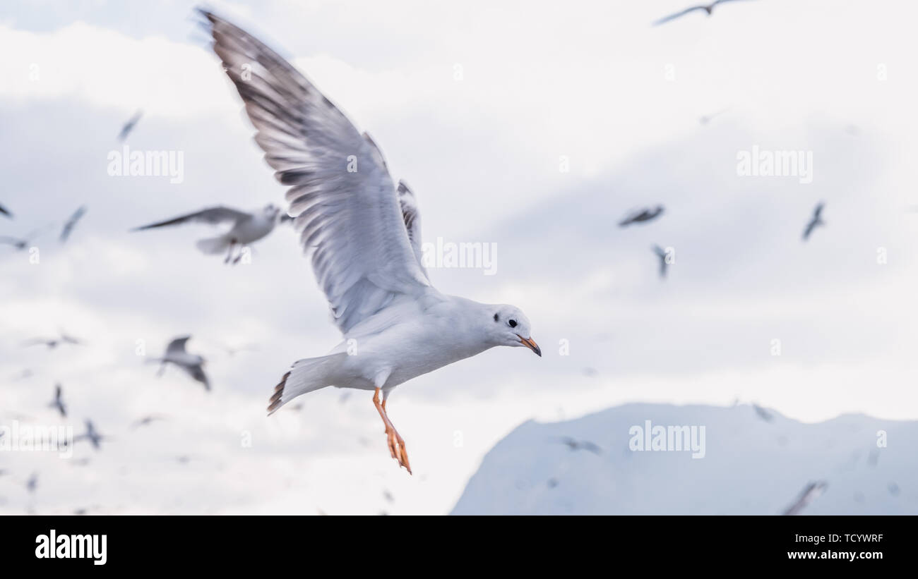 Birds unique posture hi-res stock photography and images - Alamy