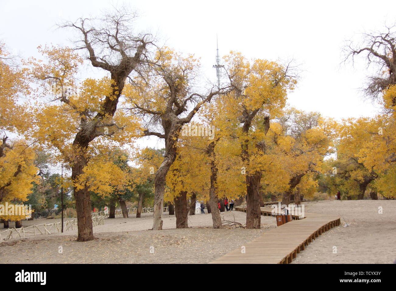 Hu Yang Lin, Ejina flag, Inner Mongolia Stock Photo - Alamy