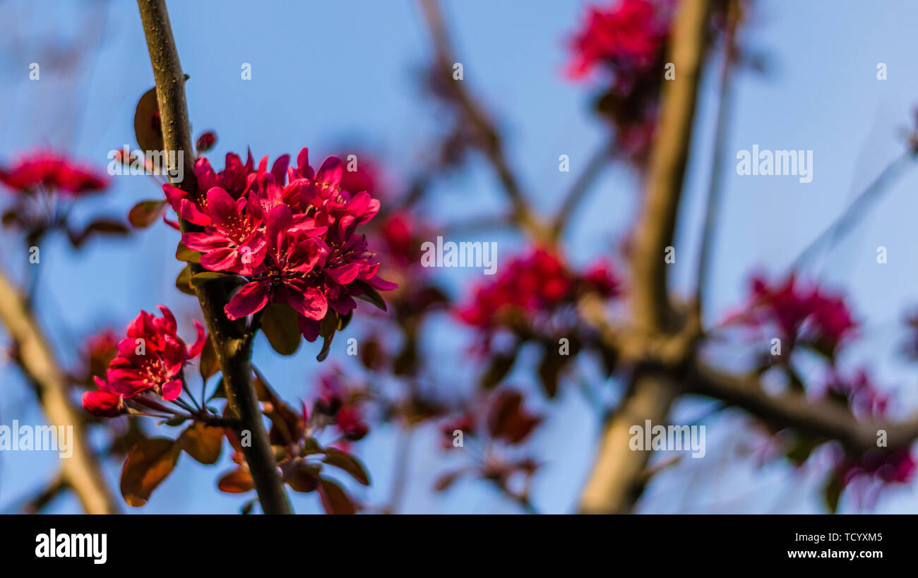 Simple bokeh background hi-res stock photography and images - Alamy
