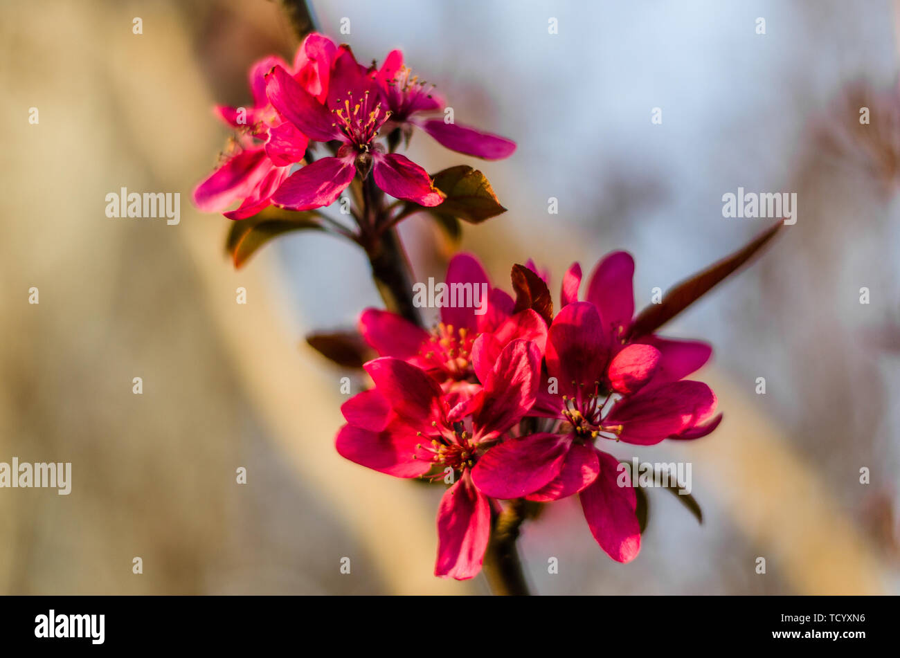 Simple bokeh background hi-res stock photography and images - Alamy
