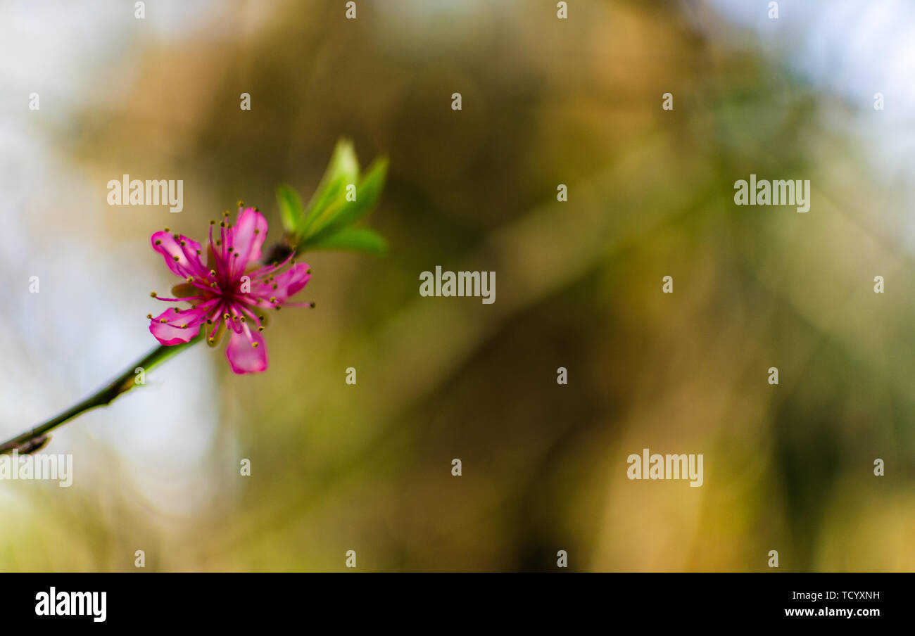 Simple bokeh background hi-res stock photography and images - Alamy