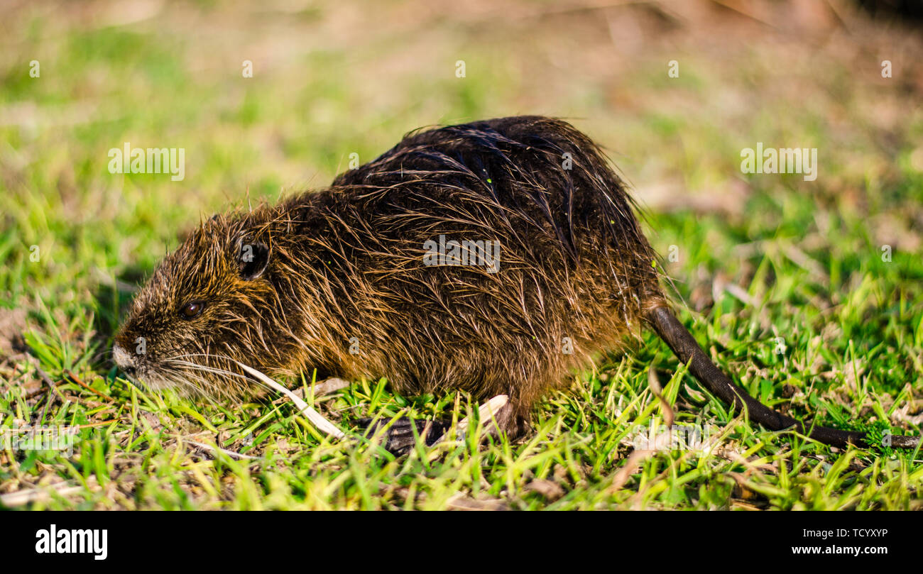 River rat hi-res stock photography and images - Alamy