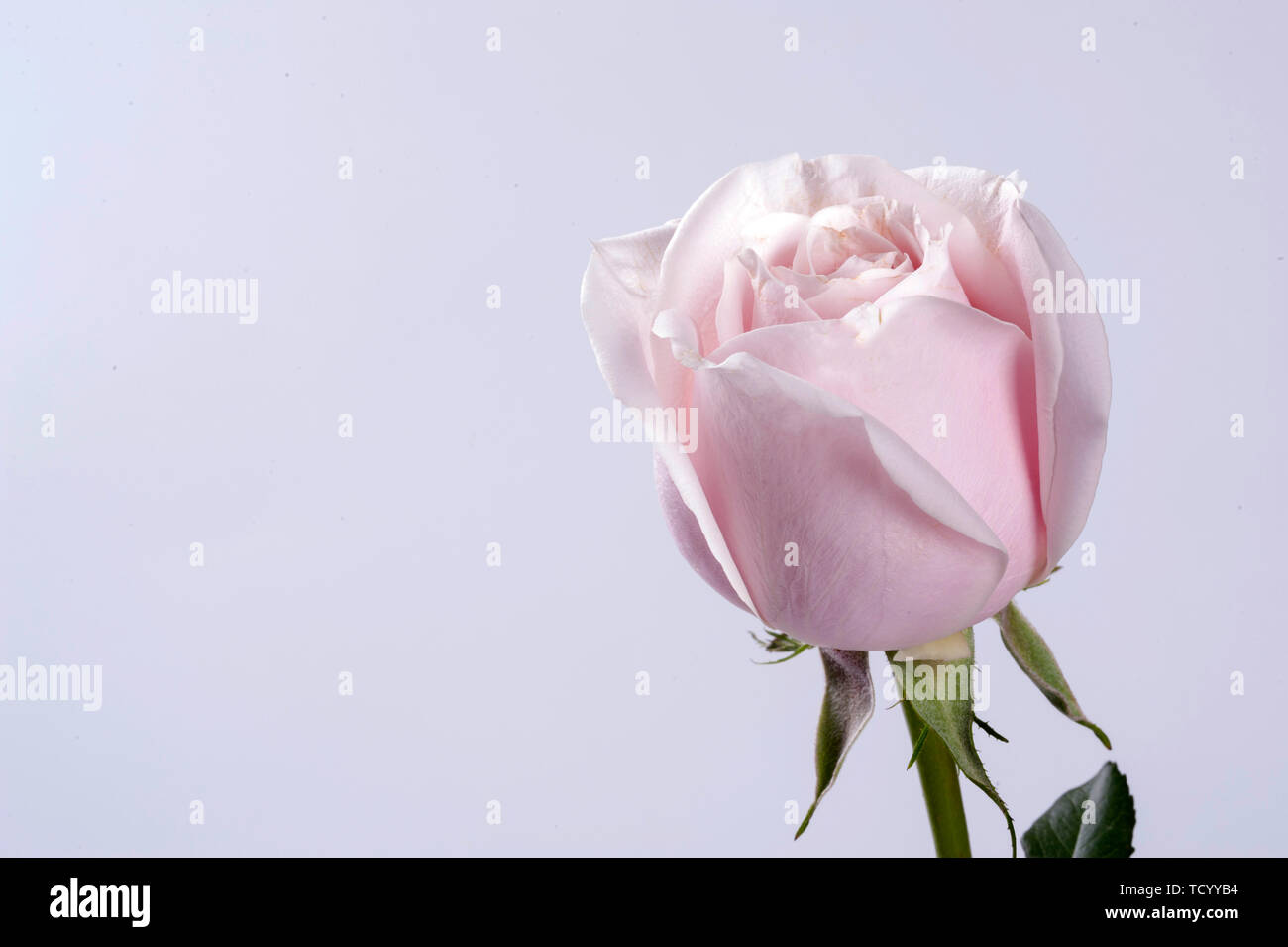 Pink Snow Mountain Rose Stock Photo - Alamy