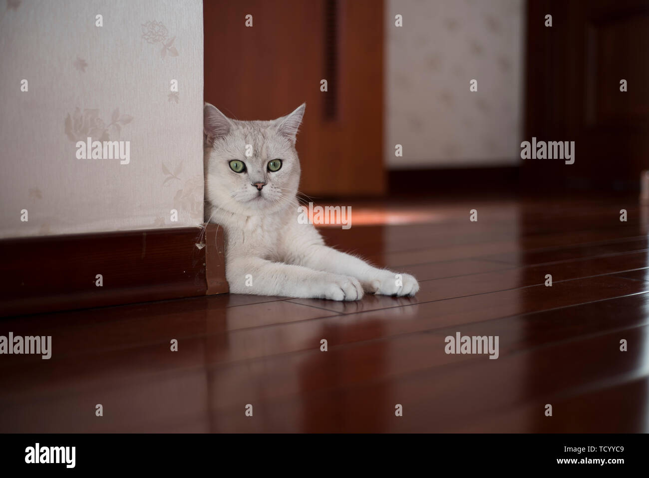 Cat short silver gradient Stock Photo - Alamy