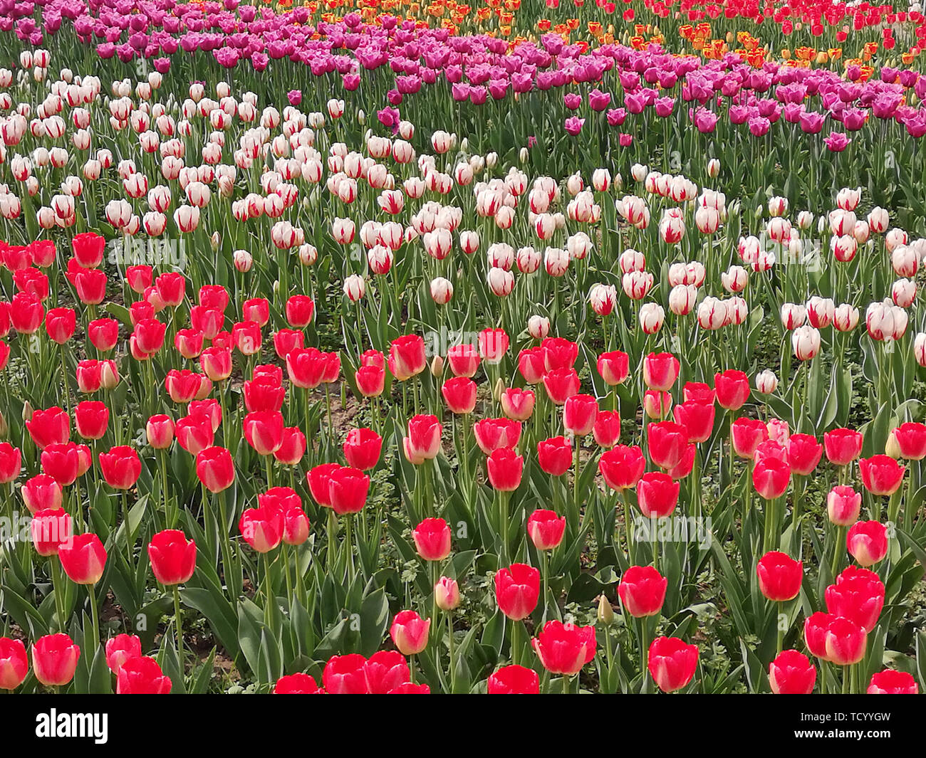 Colored tulip flower sea background Stock Photo - Alamy
