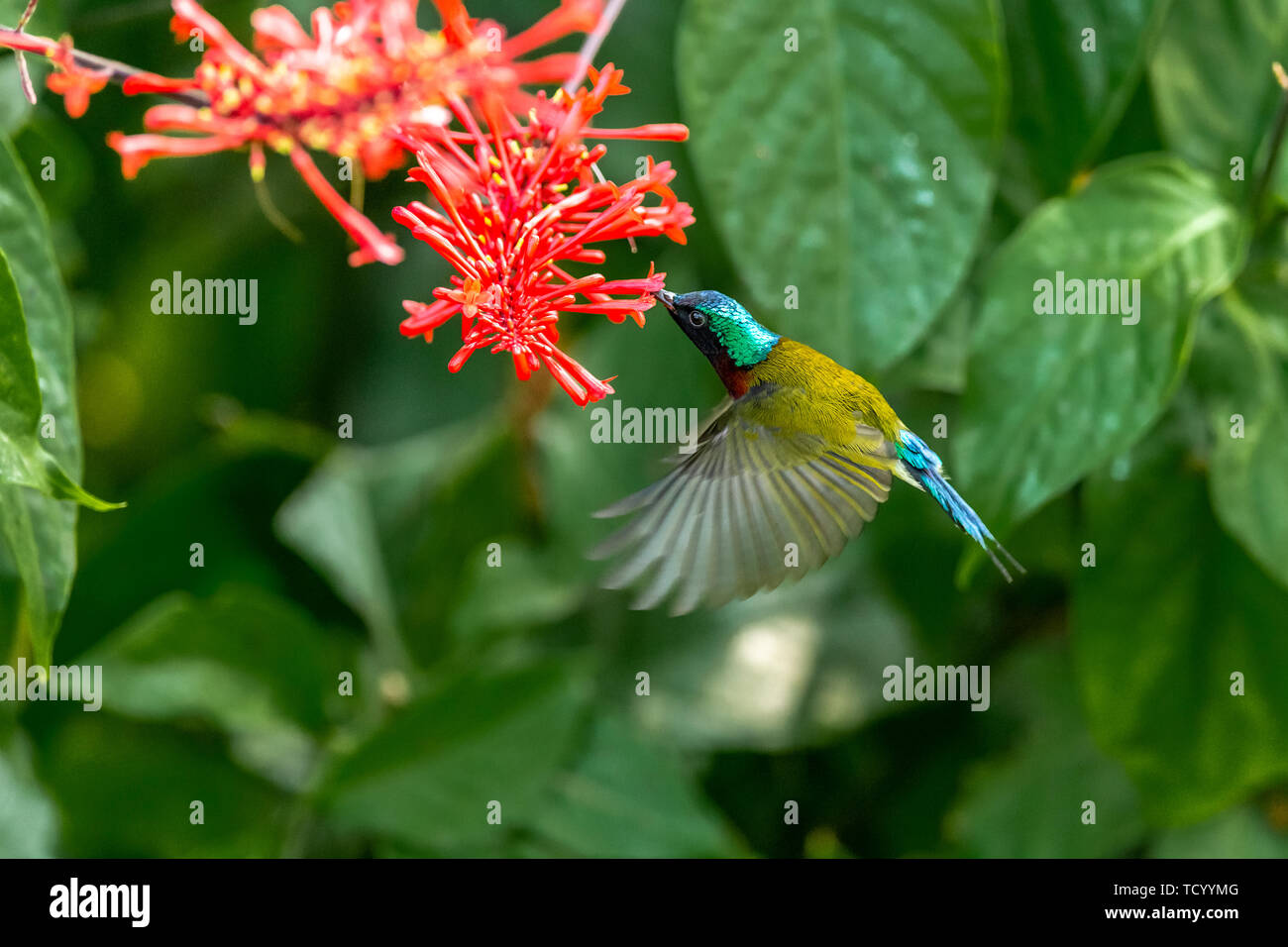 A fork-tailed sunbird that eats nectar in a chicken-crowned jazz bed ...