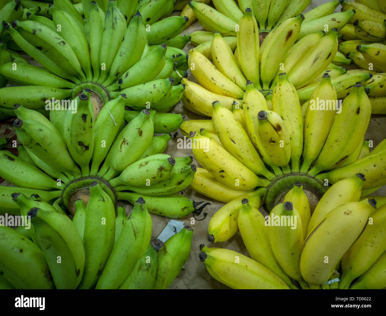 Bananas - green and yellow bananas lined up side by side, showing the ...