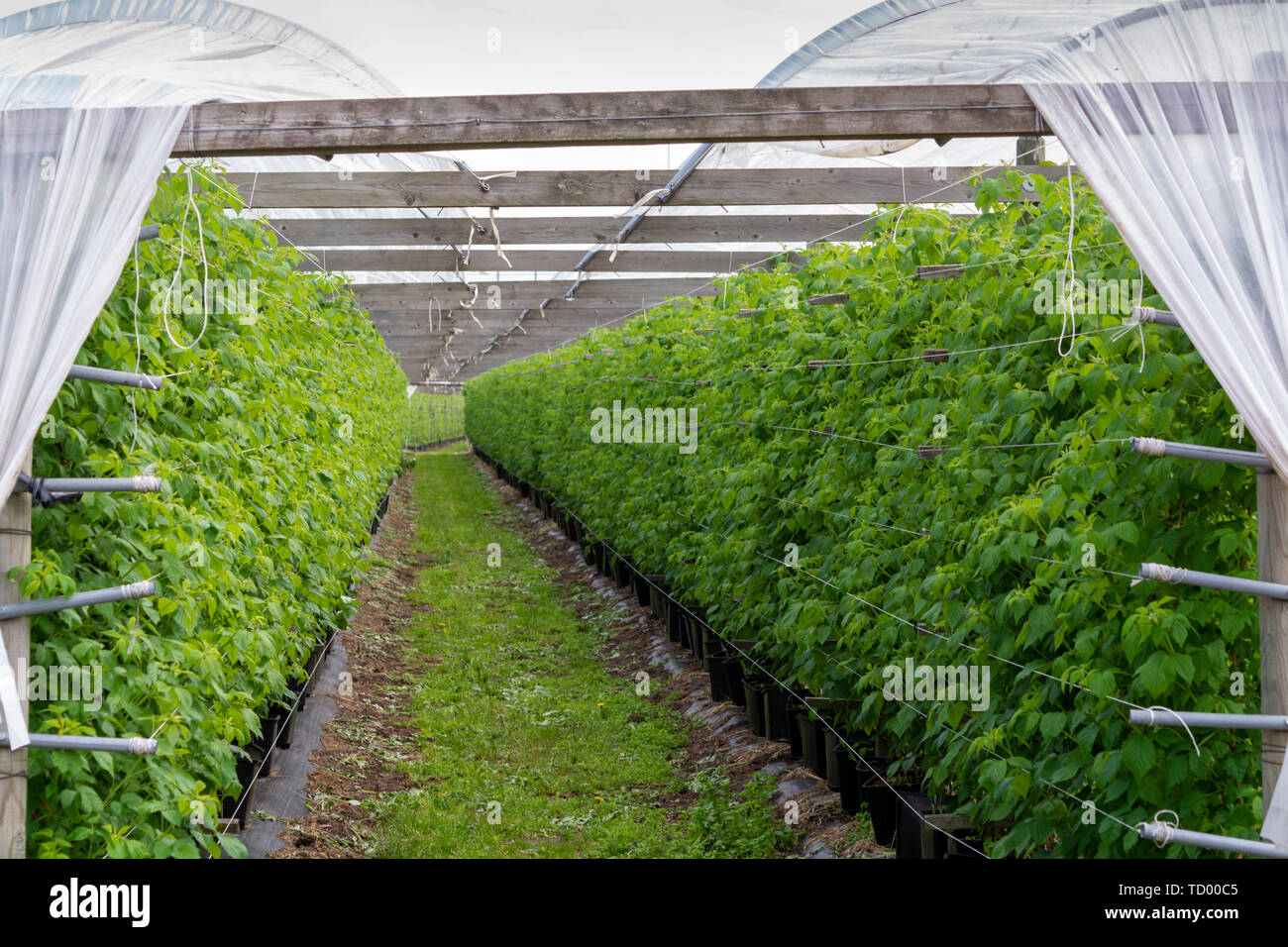 Plantatnions of green raspeberry plants in half opened greenhouse Stock ...
