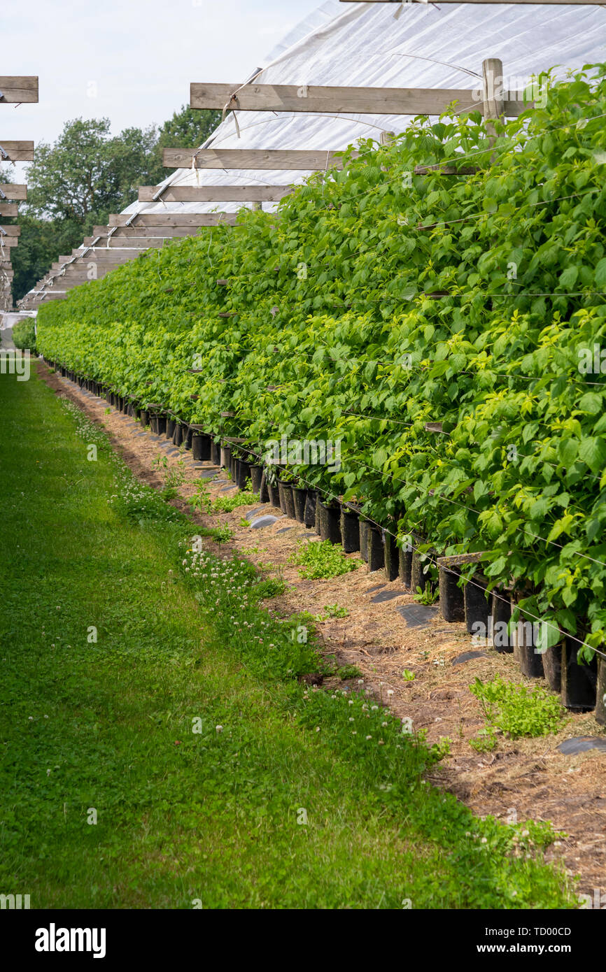 Raspberries fruit greenhouse hi-res stock photography and images - Alamy