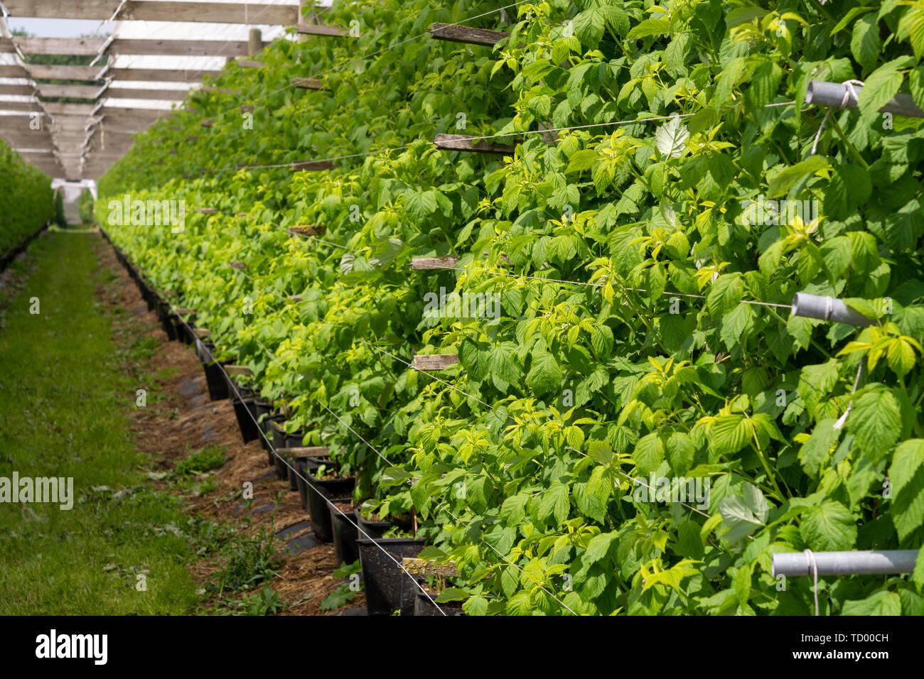 Plantatnions of green raspeberry plants in half opened greenhouse Stock ...