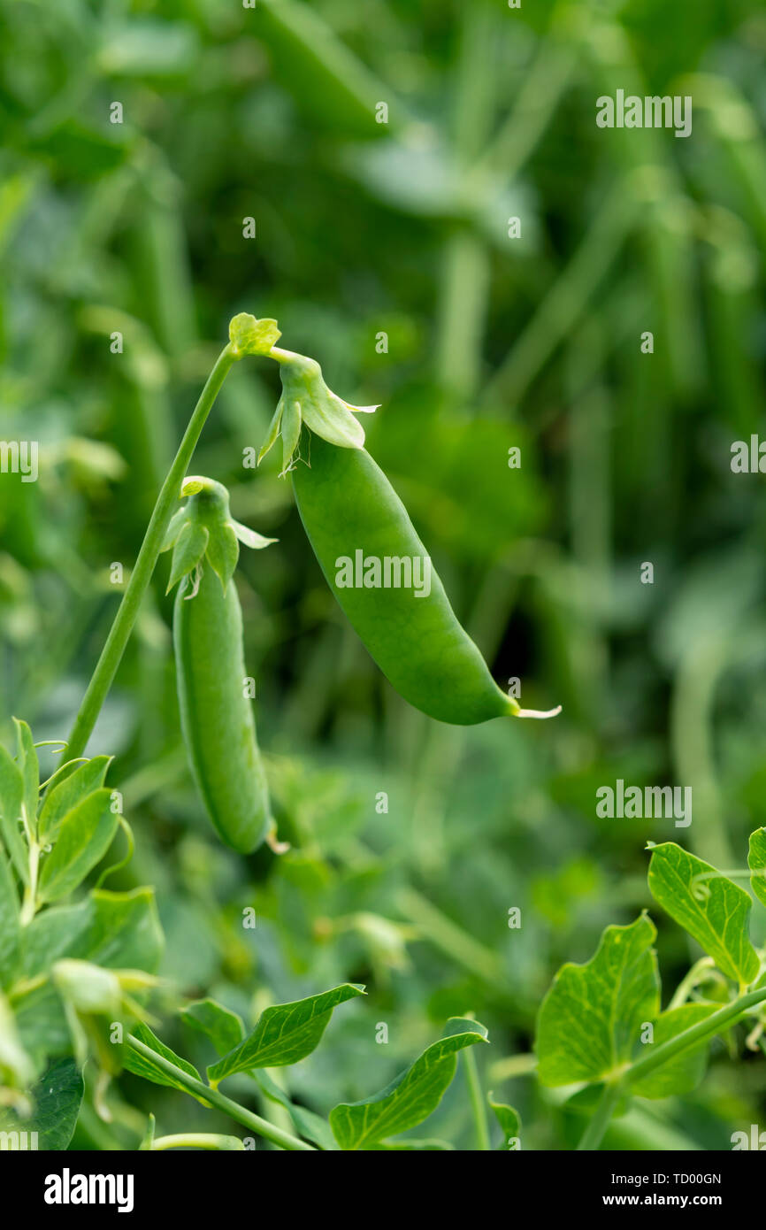 Green pea, sugar snap plants growing on farming fields in summer Stock ...