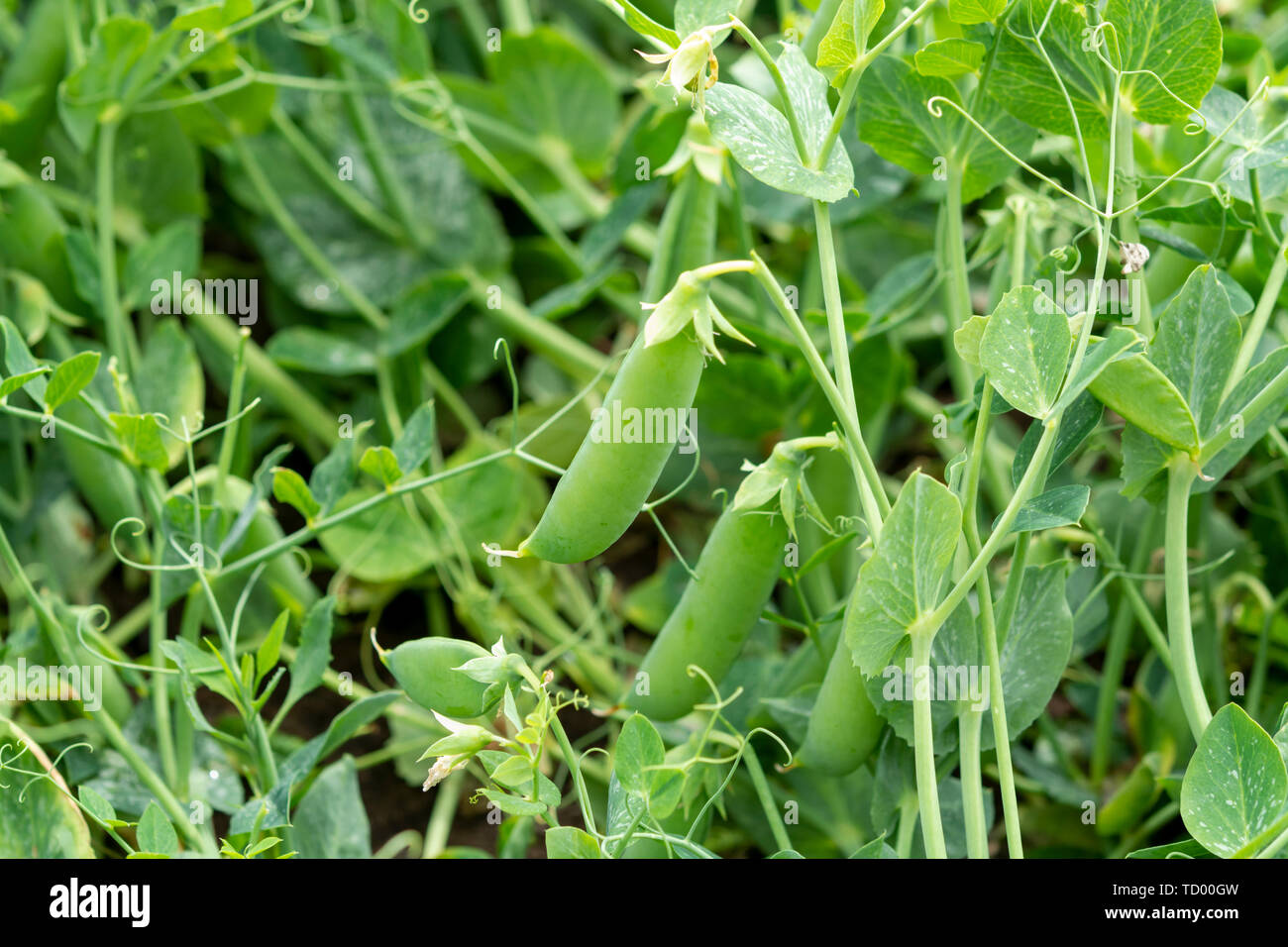 Green pea, sugar snap plants growing on farming fields in summer Stock ...